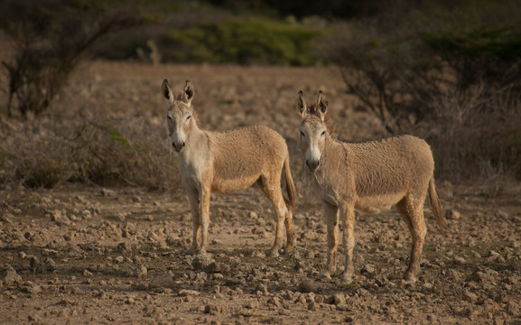 Donky bilder – Bläddra bland 277 stockfoton, vektorer och videor ...