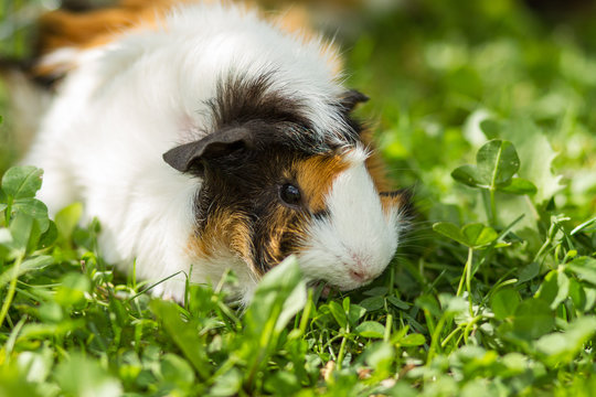 Imágenes de Cavia: descubre bancos de fotos, ilustraciones, vectores y ...