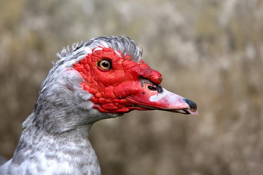Warzenente Bilder – Durchsuchen 1,008 Archivfotos, Vektorgrafiken und ...