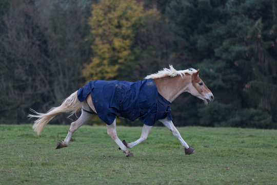 รูปภาพCloping – เลือกดูภาพถ่ายสต็อก เวกเตอร์ และวิดีโอ4,168 | Adobe Stock