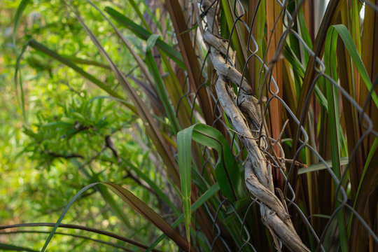 Enroscado Images – Browse 69 Stock Photos, Vectors, and Video | Adobe Stock