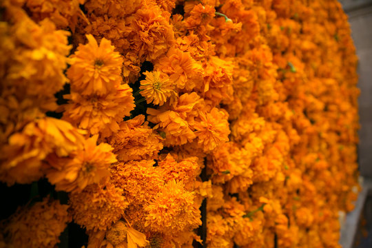 Cempazuchitl Images – Browse 545 Stock Photos, Vectors, and Video ...