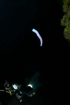 「Pyrosomida」の写真素材 | 12件の無料イラスト画像 | Adobe Stock