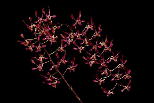 รูปภาพDendrobium – เลือกดูภาพถ่ายสต็อก เวกเตอร์ และวิดีโอ11,385 | Adobe ...