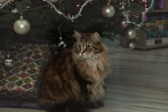 Imagens de Majkun – Explore Fotografias do Stock, Vetores e Vídeos de ...