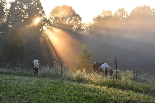 รูปภาพSunbeams – เลือกดูภาพถ่ายสต็อก เวกเตอร์ และวิดีโอ913,183 | Adobe ...