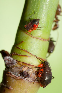 Acariens-Bilder: Stock-Fotos & -Videos. | Adobe Stock