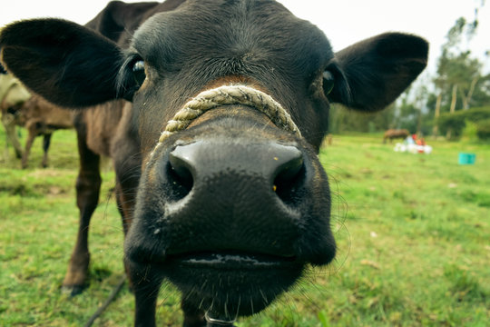 รูปภาพVaca – เลือกดูภาพถ่ายสต็อก เวกเตอร์ และวิดีโอ33,112 | Adobe Stock