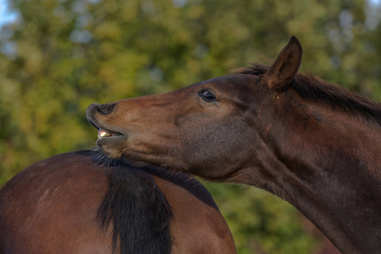 「Flemen」の写真素材 | 46件の無料イラスト画像 | Adobe Stock