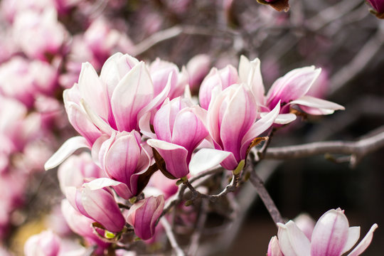 Mangolia Images – Browse 78 Stock Photos, Vectors, and Video | Adobe Stock