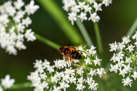 รูปภาพArbeitsbiene – เลือกดูภาพถ่ายสต็อก เวกเตอร์ และวิดีโอ294 | Adobe ...