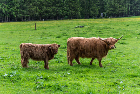 Harr Bilder – Durchsuchen 58 Archivfotos, Vektorgrafiken und Videos ...