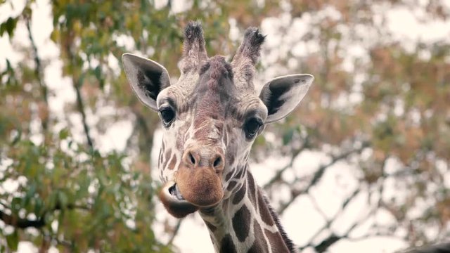 Schmatzen bilder – Bläddra bland 340 stockfoton, vektorer och videor ...