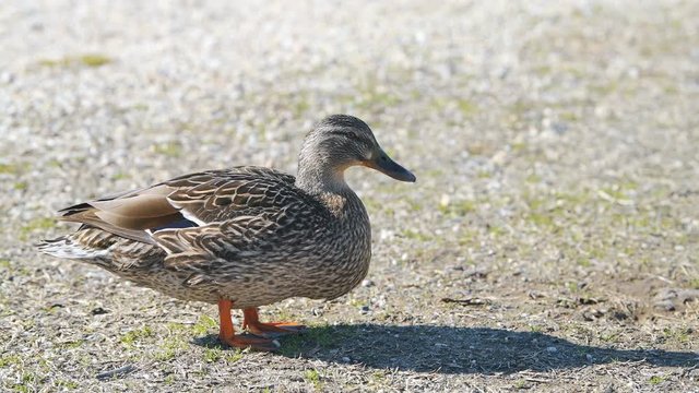 "Puff Puff" Images – Browse 242 Stock Photos, Vectors, and Video ...