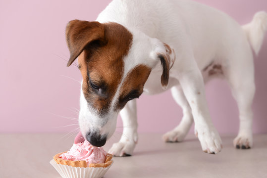Dog Eating Cake Images – Browse 5,081 Stock Photos, Vectors, and Video ...