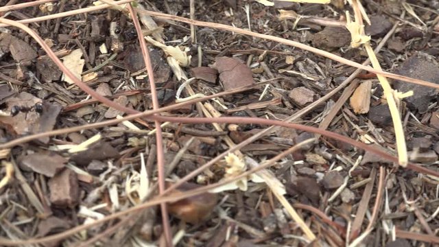 Formicaio Bilder – Durchsuchen 364 Archivfotos, Vektorgrafiken und ...