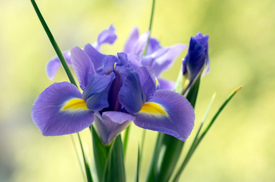 French National Flower Iris