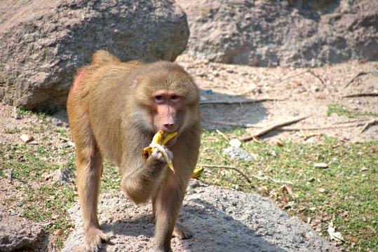 Nehru Images – Browse 794 Stock Photos, Vectors, and Video | Adobe Stock