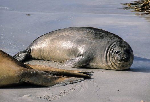 รูปภาพLeonina – เลือกดูภาพถ่ายสต็อก เวกเตอร์ และวิดีโอ2,366 | Adobe Stock