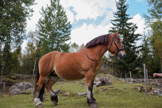 Ardenner bilder – Bläddra bland 83 stockfoton, vektorer och videor ...