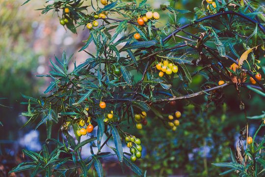 รูปภาพPoroporo – เลือกดูภาพถ่ายสต็อก เวกเตอร์ และวิดีโอ126 | Adobe Stock