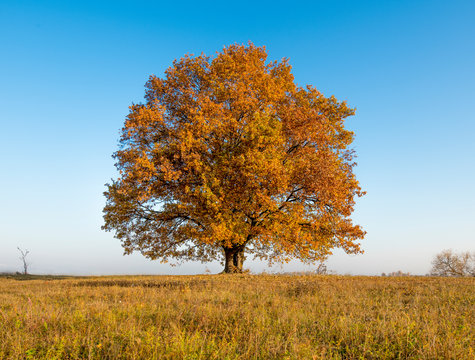 Lone Autumn Tree Images – Browse 21,919 Stock Photos, Vectors, and ...