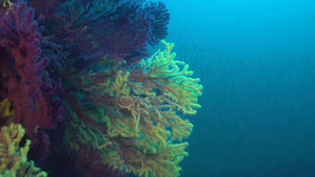 รูปภาพGorgonie – เลือกดูภาพถ่ายสต็อก เวกเตอร์ และวิดีโอ343 | Adobe Stock