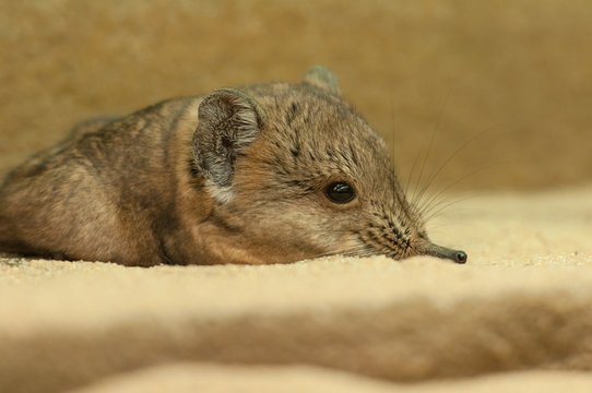 Elefantenspitzmaus Images – Browse 17 Stock Photos, Vectors, and Video ...