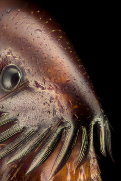 รูปภาพCtenocephalides – เลือกดูภาพถ่ายสต็อก เวกเตอร์ และวิดีโอ150 ...