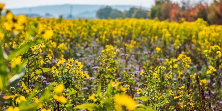 「Ramtil」の画像 - 443 件の Stock 写真、ベクターおよびビデオ | Adobe Stock
