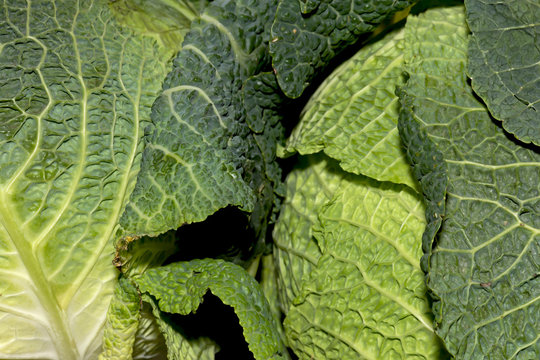 Wirsing bilder – Bläddra bland 2,515 stockfoton, vektorer och videor ...