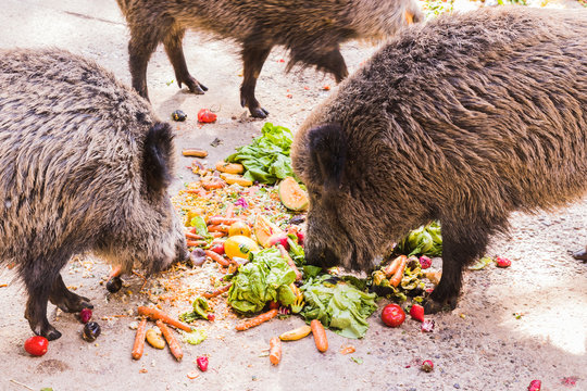 Jabalies Images – Browse 37 Stock Photos, Vectors, and Video | Adobe Stock