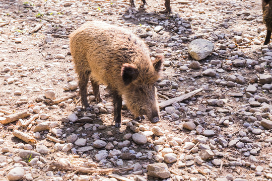 Imágenes de Jabalies: descubre bancos de fotos, ilustraciones, vectores ...