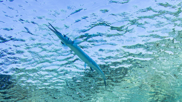 รูปภาพHoundfish – เลือกดูภาพถ่ายสต็อก เวกเตอร์ และวิดีโอ194 | Adobe Stock