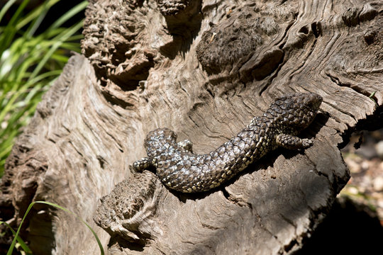 รูปภาพStumpy – เลือกดูภาพถ่ายสต็อก เวกเตอร์ และวิดีโอ562 | Adobe Stock