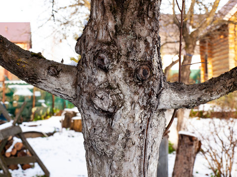 "Funny Tree" Images – Browse 49 Stock Photos, Vectors, and Video ...