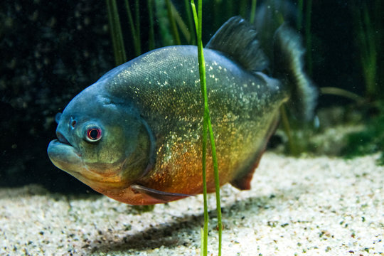 Pirania Bilder – Durchsuchen 363 Archivfotos, Vektorgrafiken und Videos ...