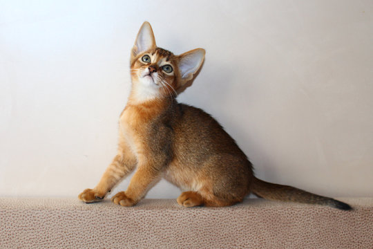 รูปภาพAbyssinian – เลือกดูภาพถ่ายสต็อก เวกเตอร์ และวิดีโอ14,135 | Adobe ...