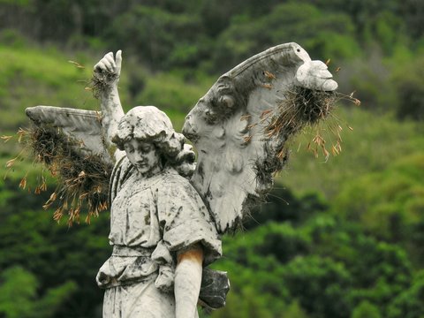Broken Wing Fairy