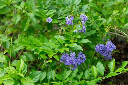 Pigeon-Berry Images – Browse 26 Stock Photos, Vectors, and Video ...