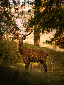 Cervo Bilder – Durchsuchen 9,217 Archivfotos, Vektorgrafiken und Videos ...