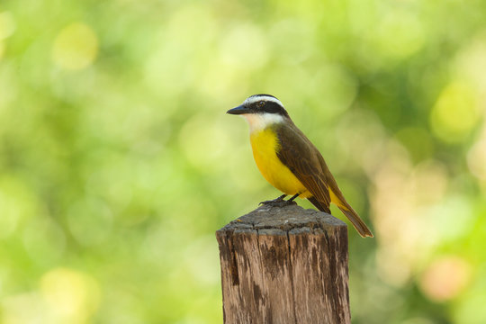 "Pitangus Sulphuratus" Images – Browse 1,831 Stock Photos, Vectors, and ...