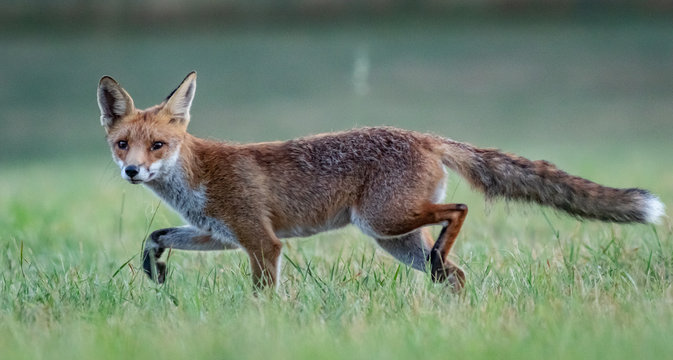 Fuch Bilder – Durchsuchen 765 Archivfotos, Vektorgrafiken und Videos ...