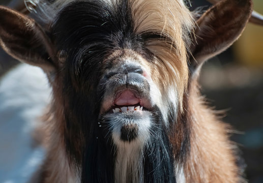 รูปภาพFratze – เลือกดูภาพถ่ายสต็อก เวกเตอร์ และวิดีโอ2,275 | Adobe Stock