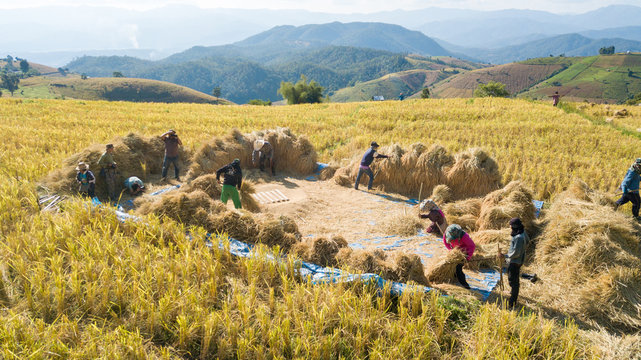 Threshing Imagens – Procure 16,038 fotos, vetores e vídeos | Adobe Stock
