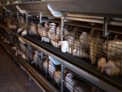 รูปภาพFowl-Run – เลือกดูภาพถ่ายสต็อก เวกเตอร์ และวิดีโอ375 | Adobe Stock