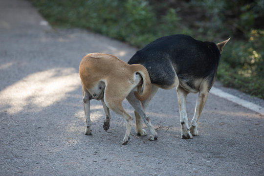 Two Dogs Stuck Together