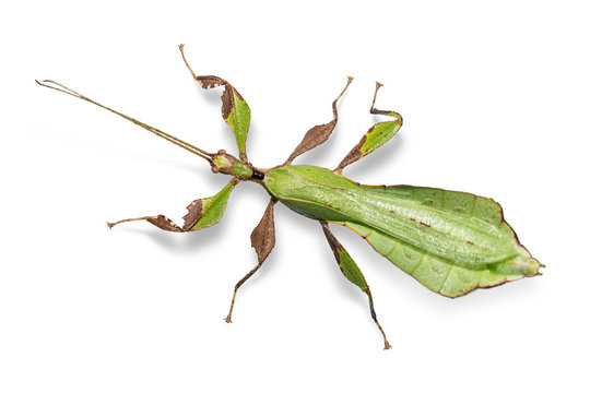 รูปภาพPhylliidae – เลือกดูภาพถ่ายสต็อก เวกเตอร์ และวิดีโอ6,025 | Adobe ...