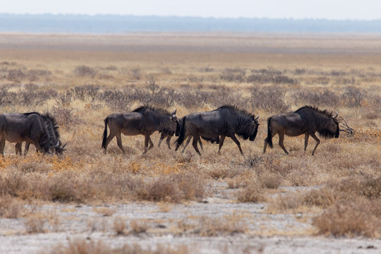 「Gnus」の写真素材 | 3,522件の無料イラスト画像 | Adobe Stock