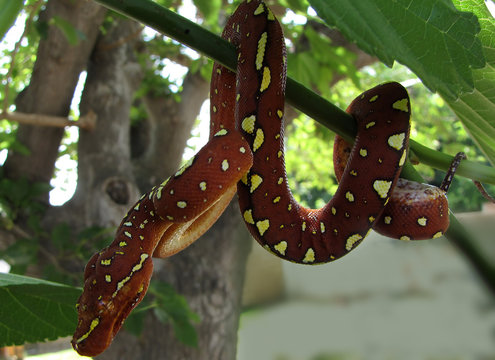 Amazon Tree Boa Wallpapers